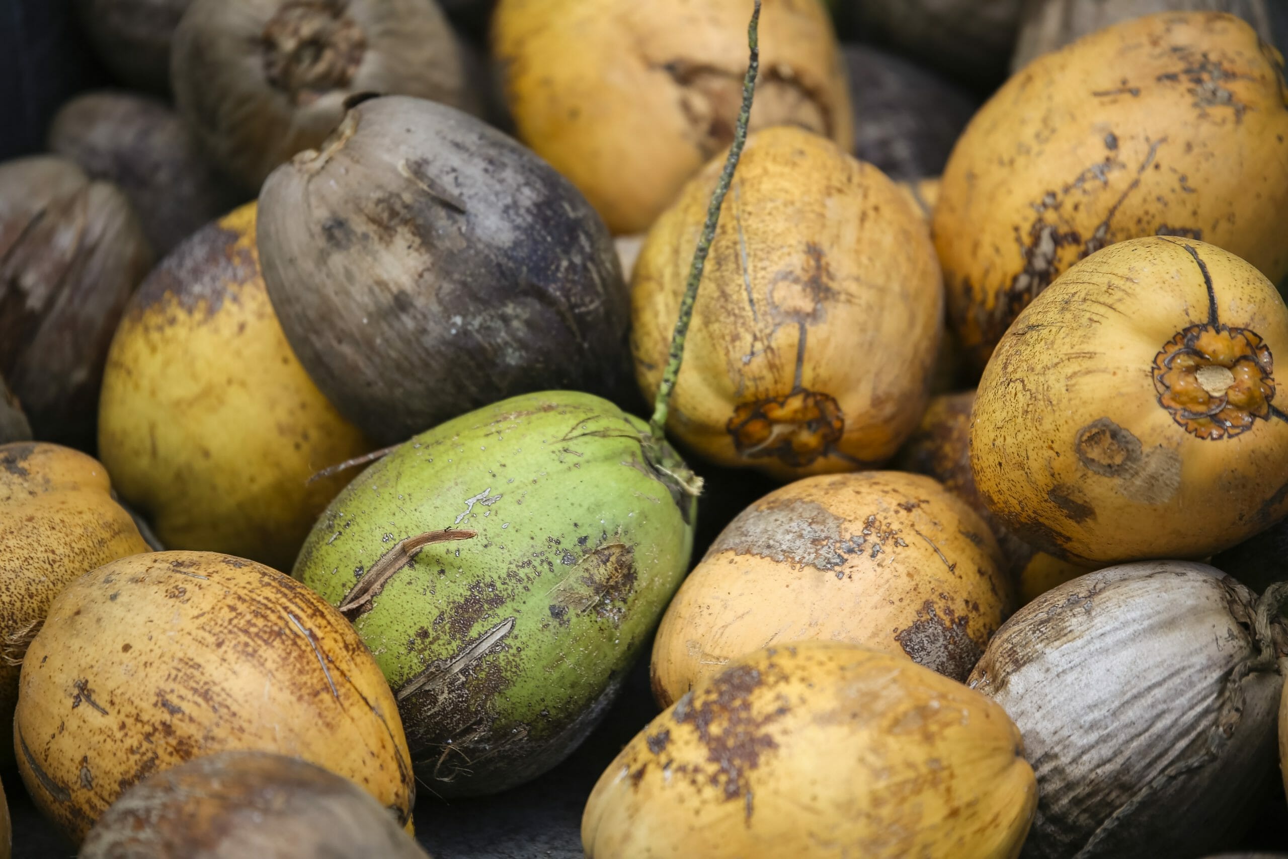 Ayurveda & the Sweet, Seductive Coconut - Amy Landry